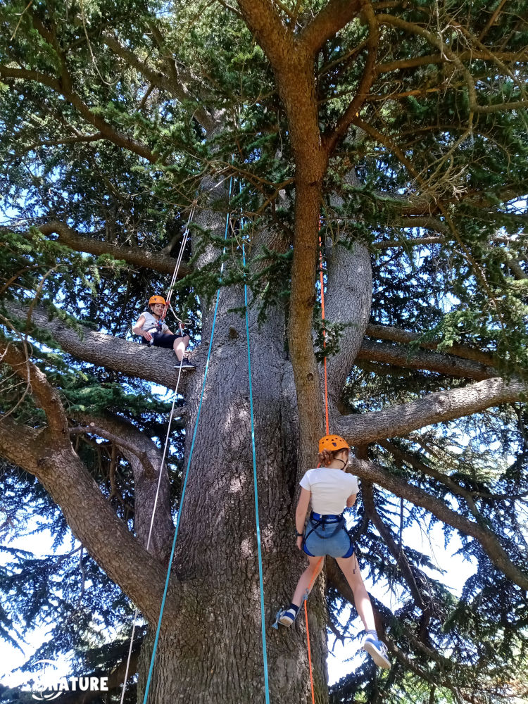D couvrez La Grimpe D arbre Grimpez La Cime Des Arbres Pour Une D couvrez La Grimpe D arbre Grimpez La Cime Des Arbres Pour Une